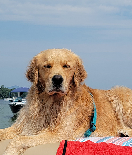 Mountain View Golden Retriever Puppies | Meet Our Dogs