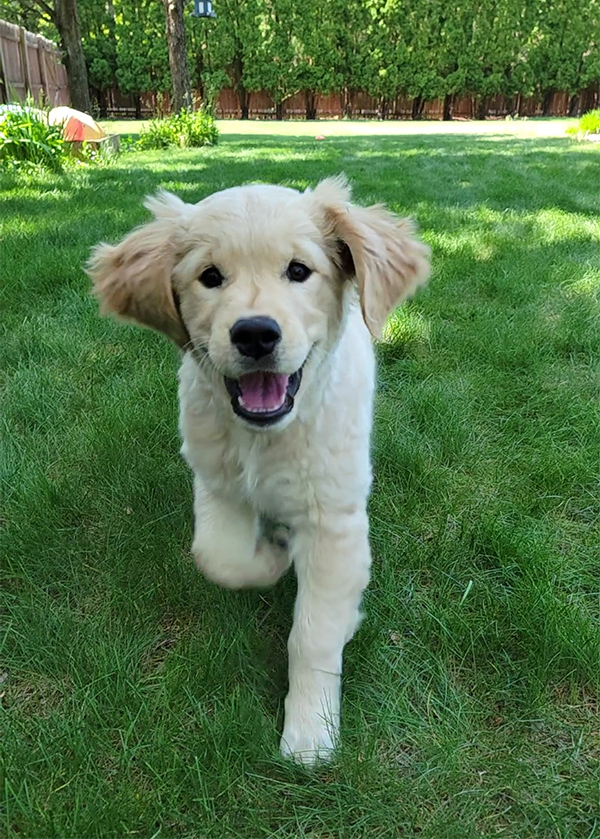 Best Puppy Breeders | Reviews of Mountain View Goldens